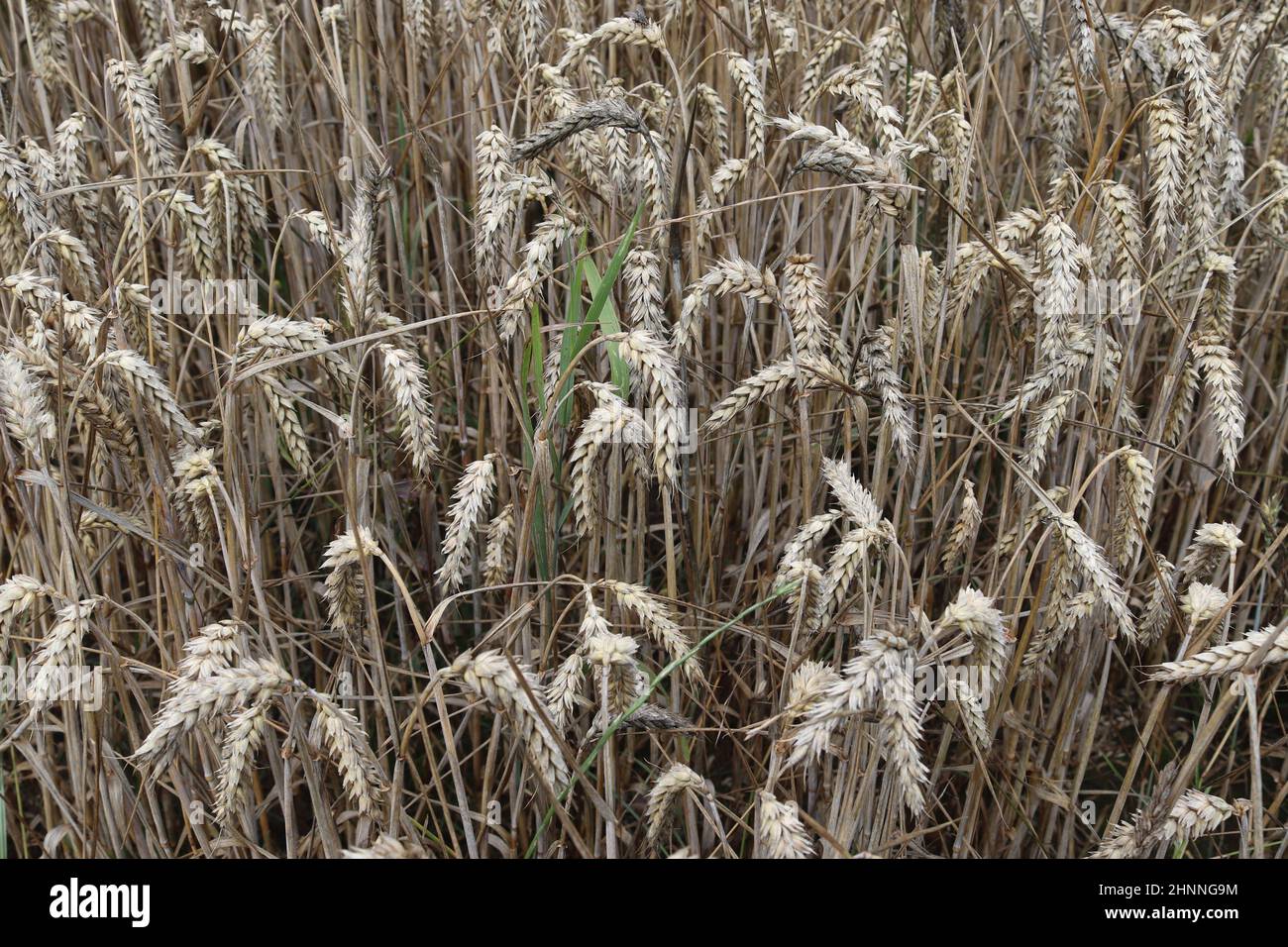 Beautiful and detailed close up view on crop and wheat field textures ...