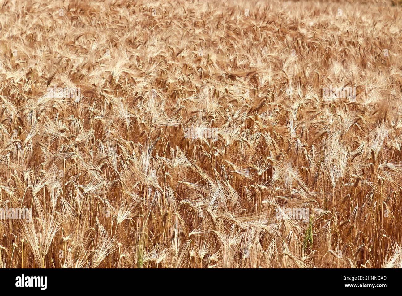 Beautiful and detailed close up view on crop and wheat field textures ...