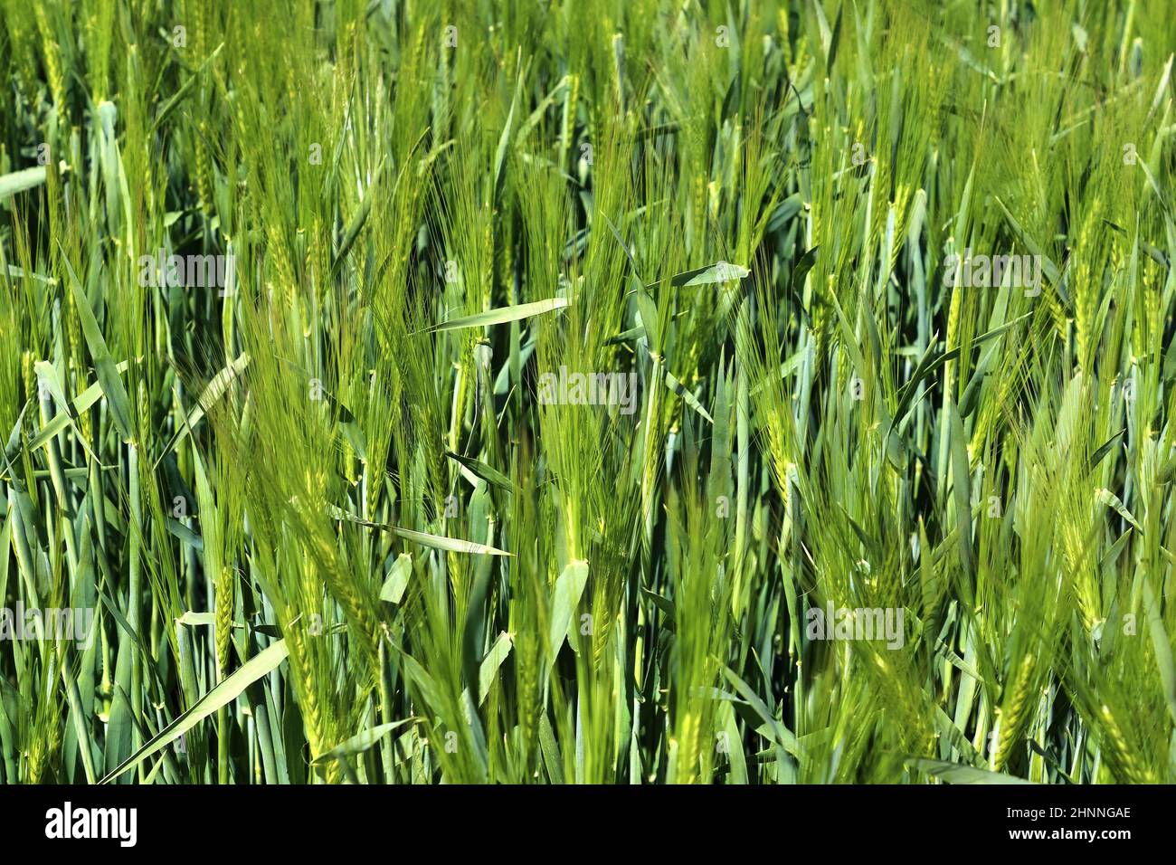 Beautiful and detailed close up view on crop and wheat field textures ...