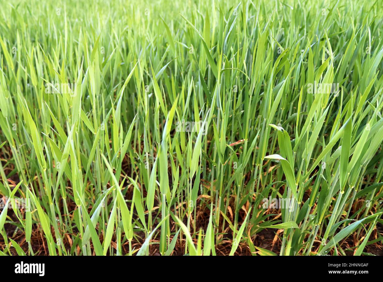 Beautiful and detailed close up view on crop and wheat field textures ...