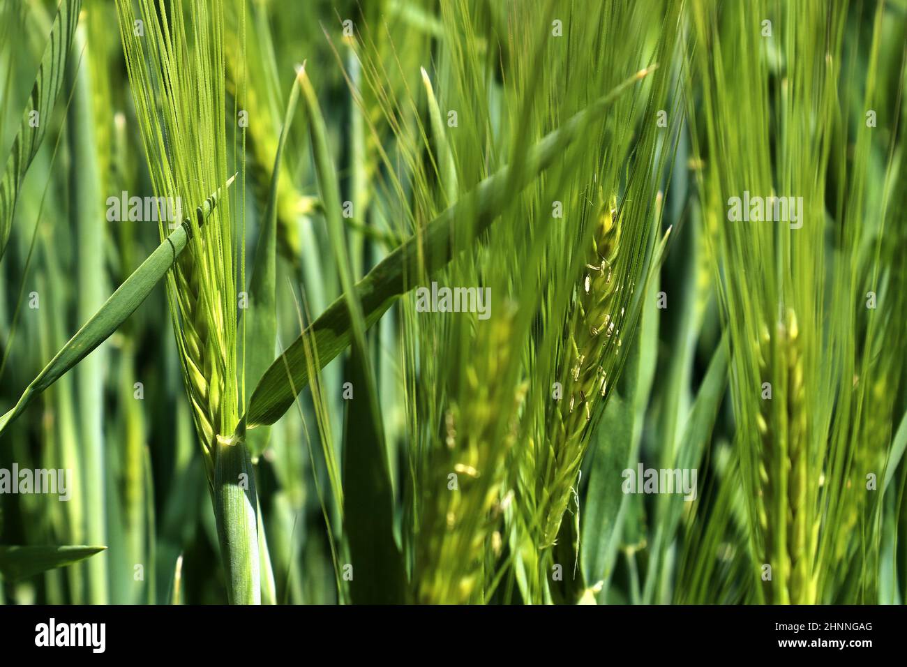 Beautiful and detailed close up view on crop and wheat field textures ...