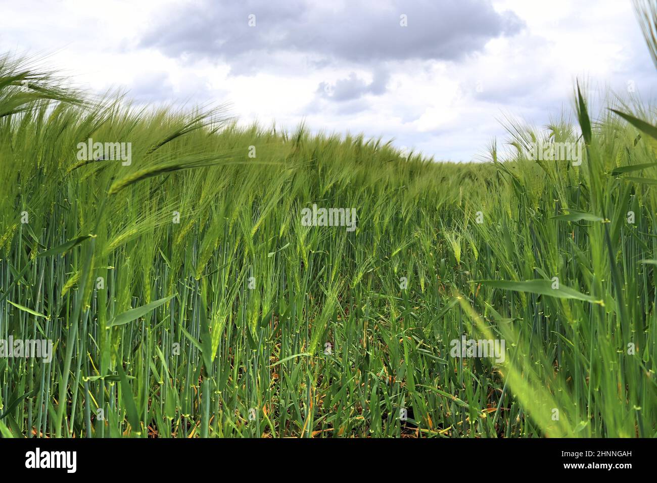 Beautiful and detailed close up view on crop and wheat field textures ...