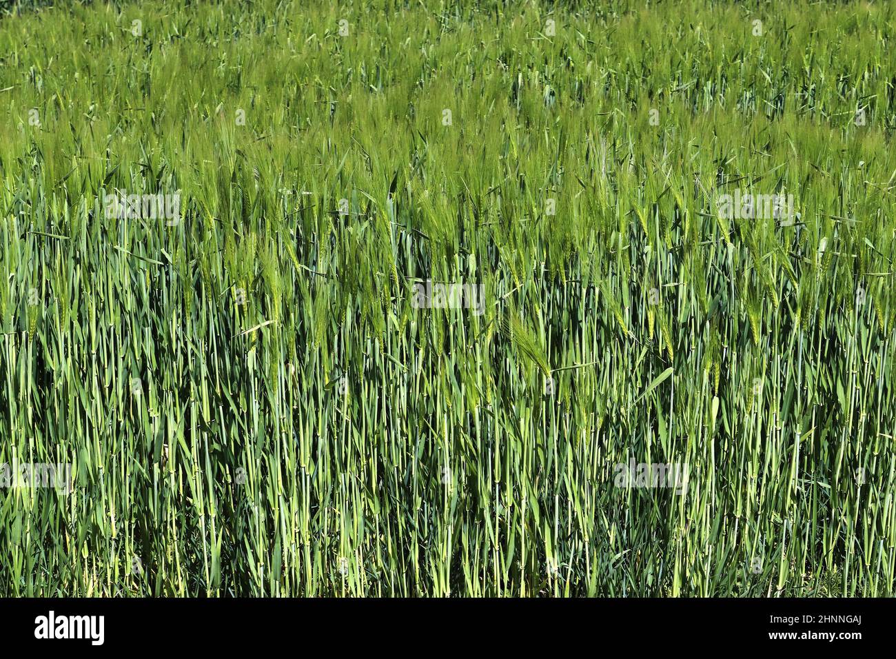 Beautiful and detailed close up view on crop and wheat field textures ...
