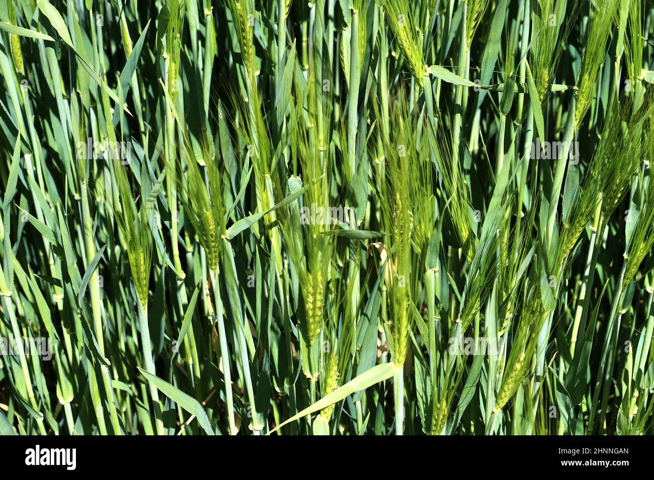 Beautiful and detailed close up view on crop and wheat field textures ...