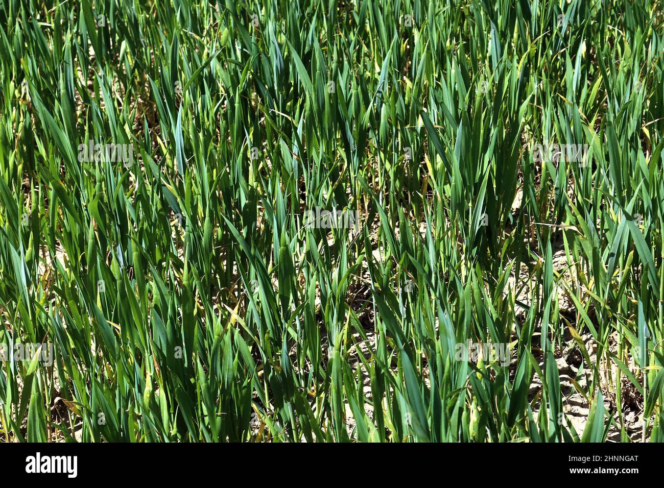 Beautiful and detailed close up view on crop and wheat field textures ...