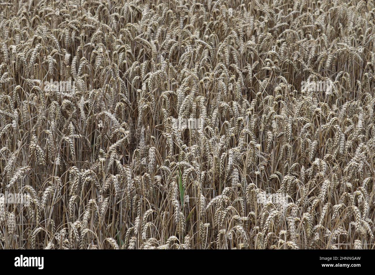 Beautiful and detailed close up view on crop and wheat field textures ...