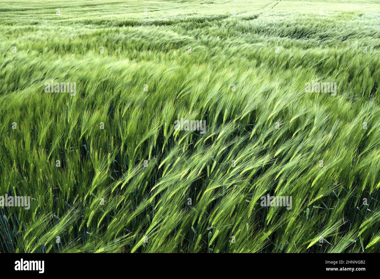 Beautiful and detailed close up view on crop and wheat field textures ...