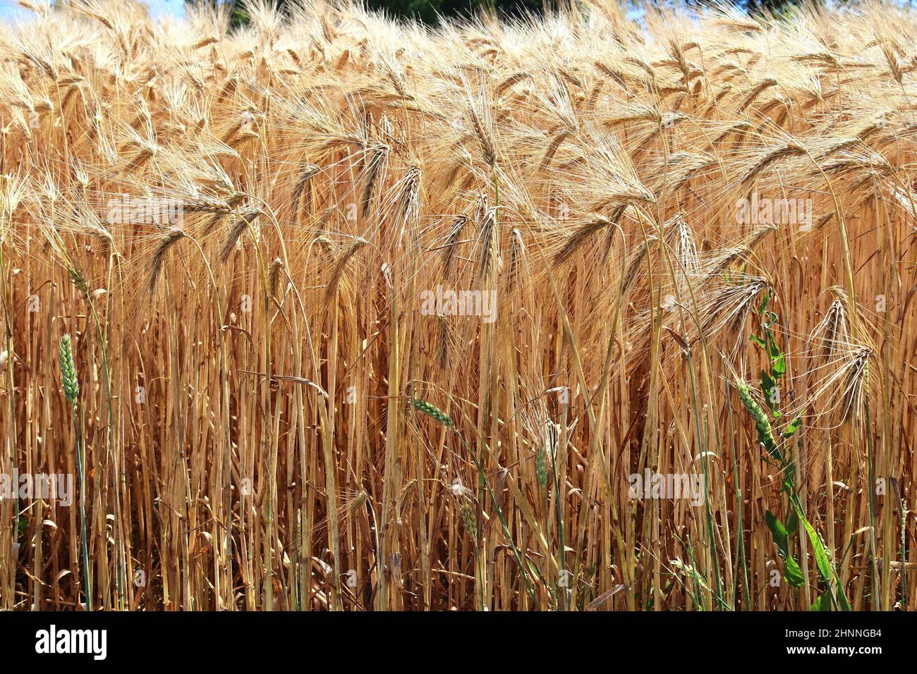 Beautiful and detailed close up view on crop and wheat field textures ...