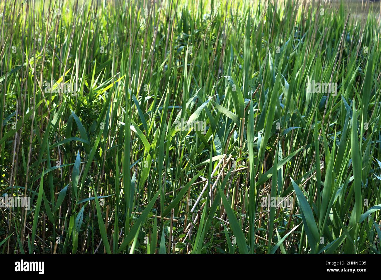 Beautiful and detailed close up view on crop and wheat field textures ...