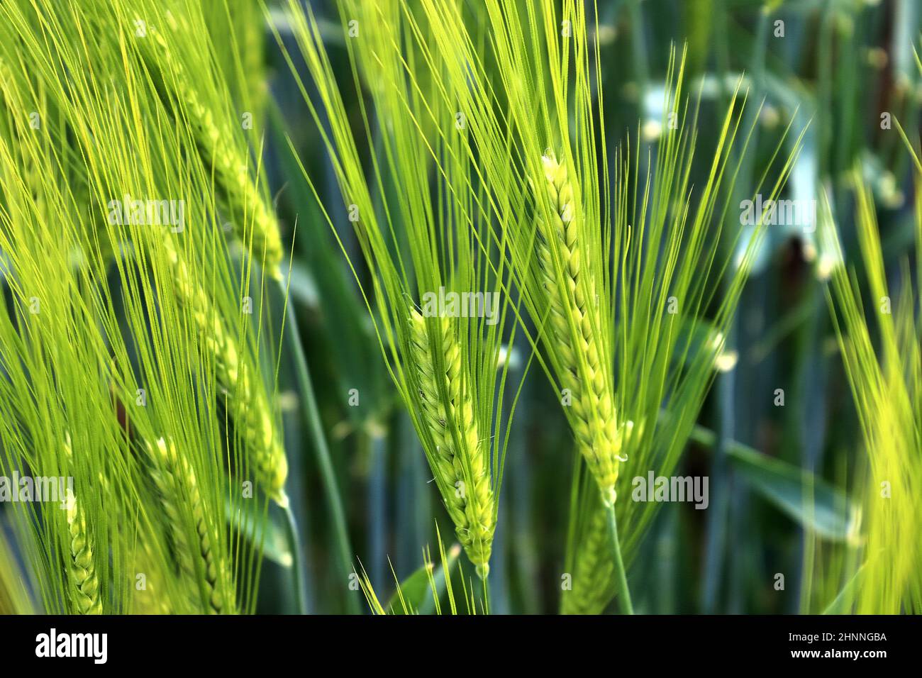 Beautiful and detailed close up view on crop and wheat field textures ...