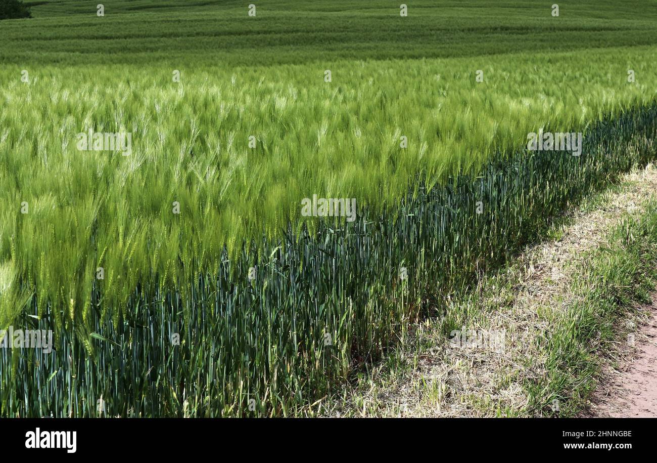 Beautiful and detailed close up view on crop and wheat field textures ...