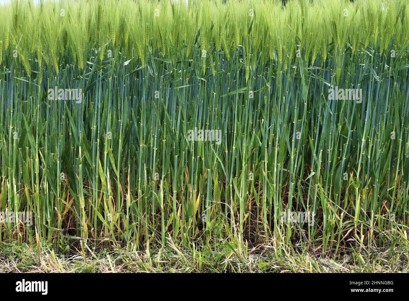 Beautiful and detailed close up view on crop and wheat field textures ...