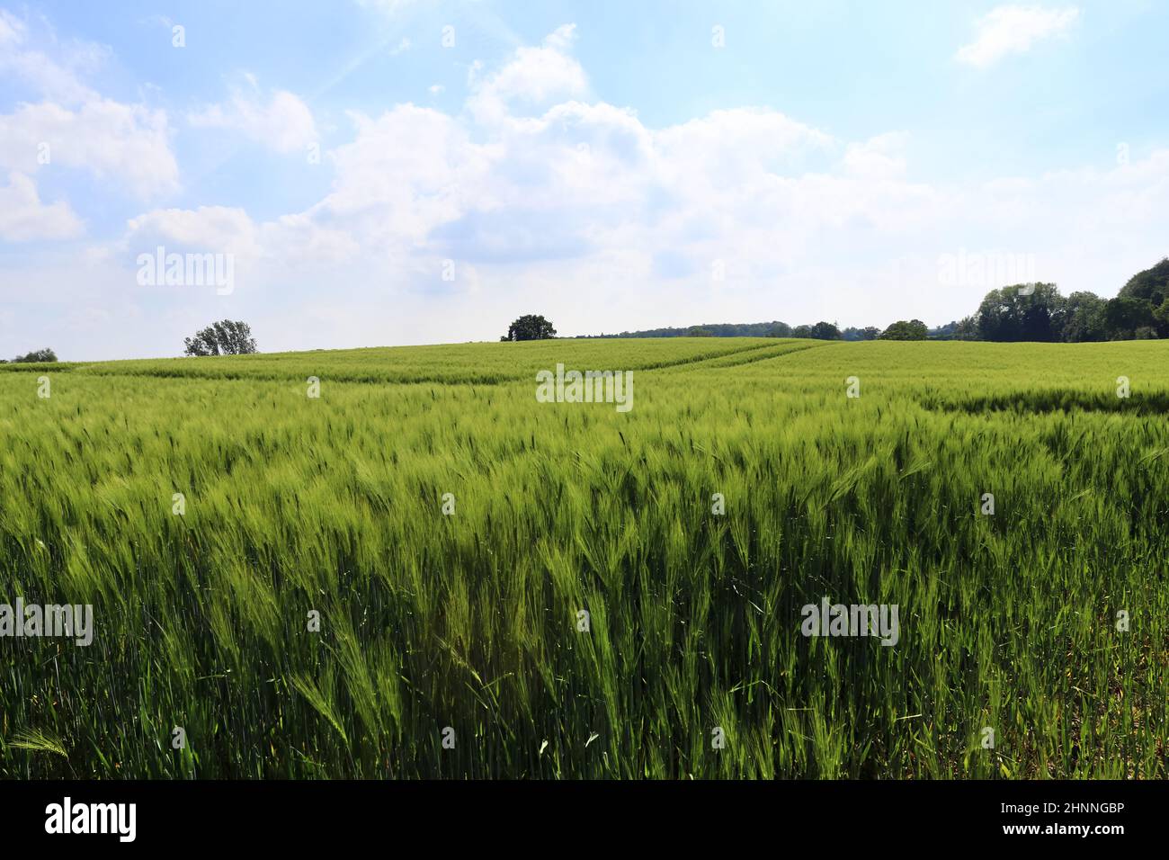 Beautiful and detailed close up view on crop and wheat field textures ...