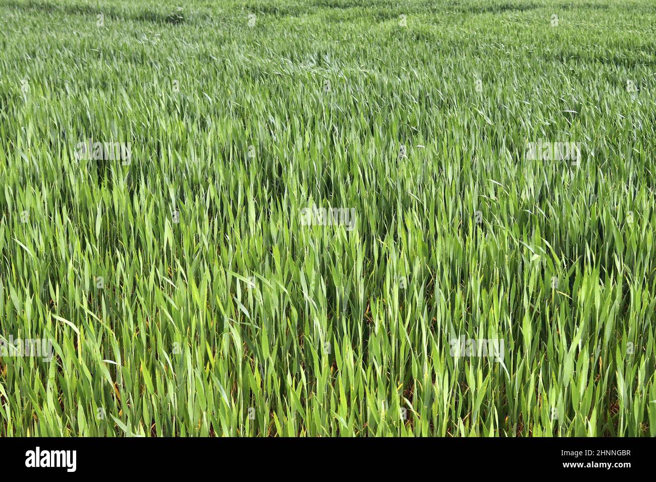 Beautiful and detailed close up view on crop and wheat field textures ...