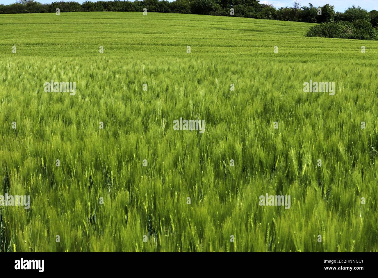 Beautiful and detailed close up view on crop and wheat field textures ...