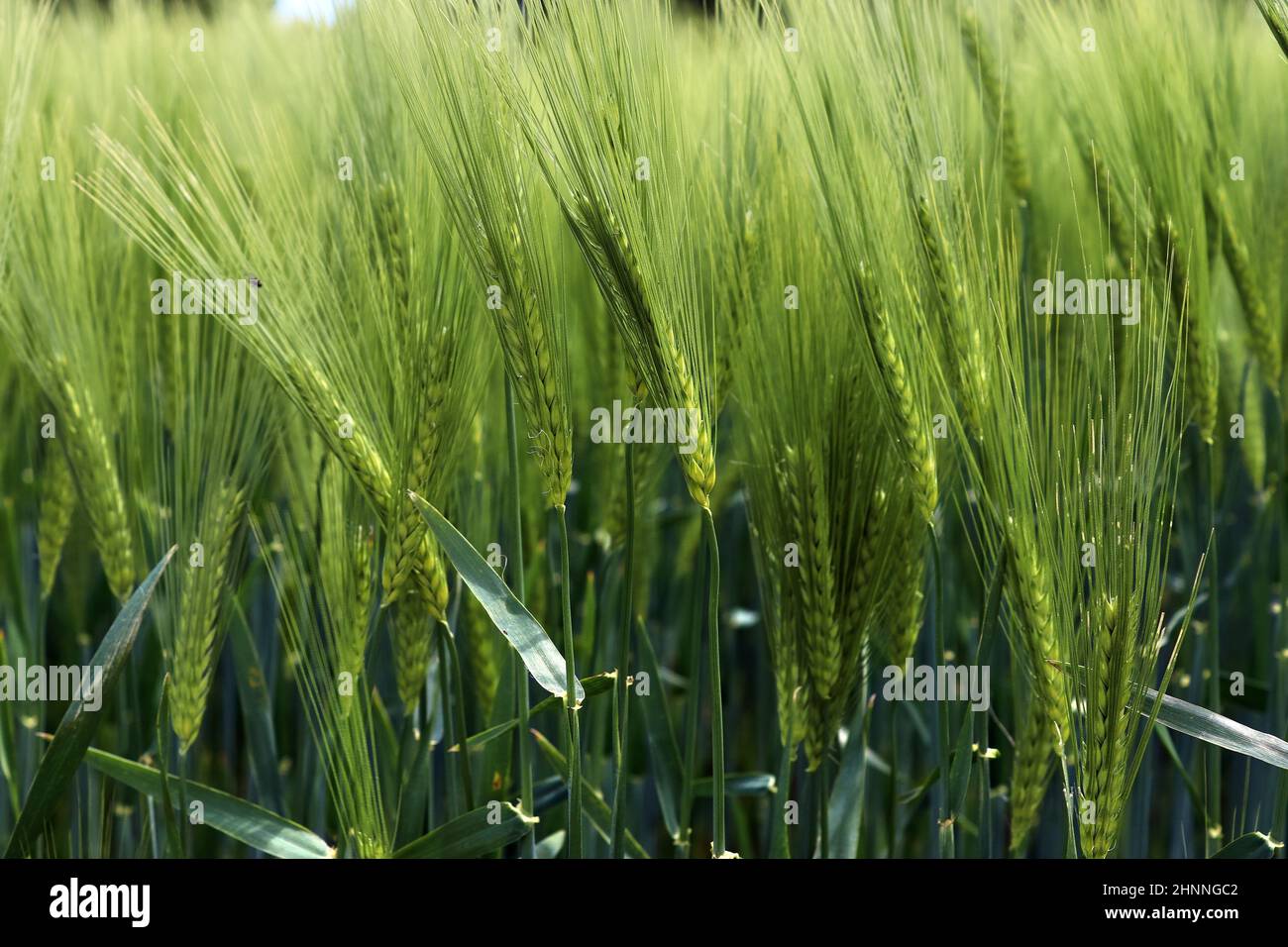 Beautiful and detailed close up view on crop and wheat field textures ...
