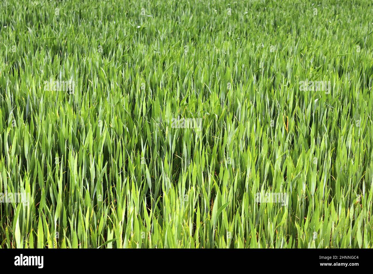 Beautiful and detailed close up view on crop and wheat field textures ...