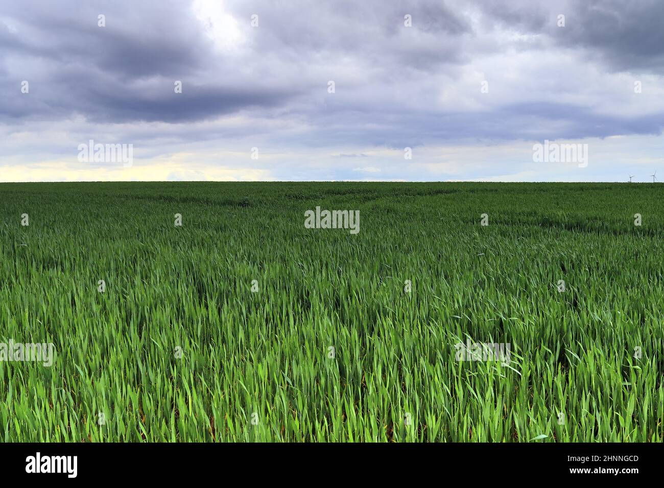 Beautiful and detailed close up view on crop and wheat field textures ...