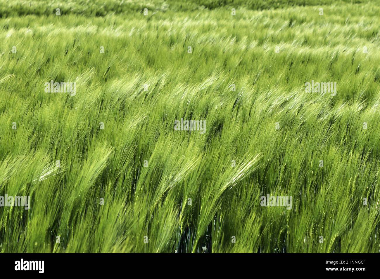 Beautiful and detailed close up view on crop and wheat field textures ...