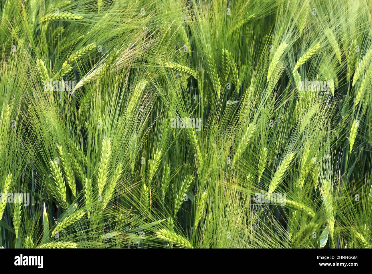Beautiful and detailed close up view on crop and wheat field textures ...