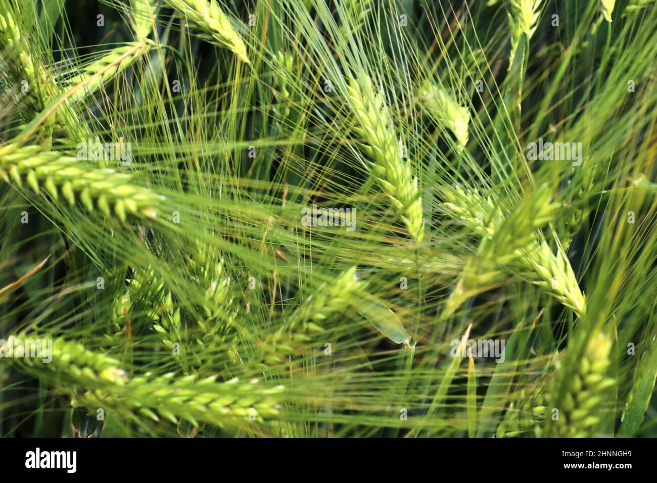 Beautiful and detailed close up view on crop and wheat field textures ...