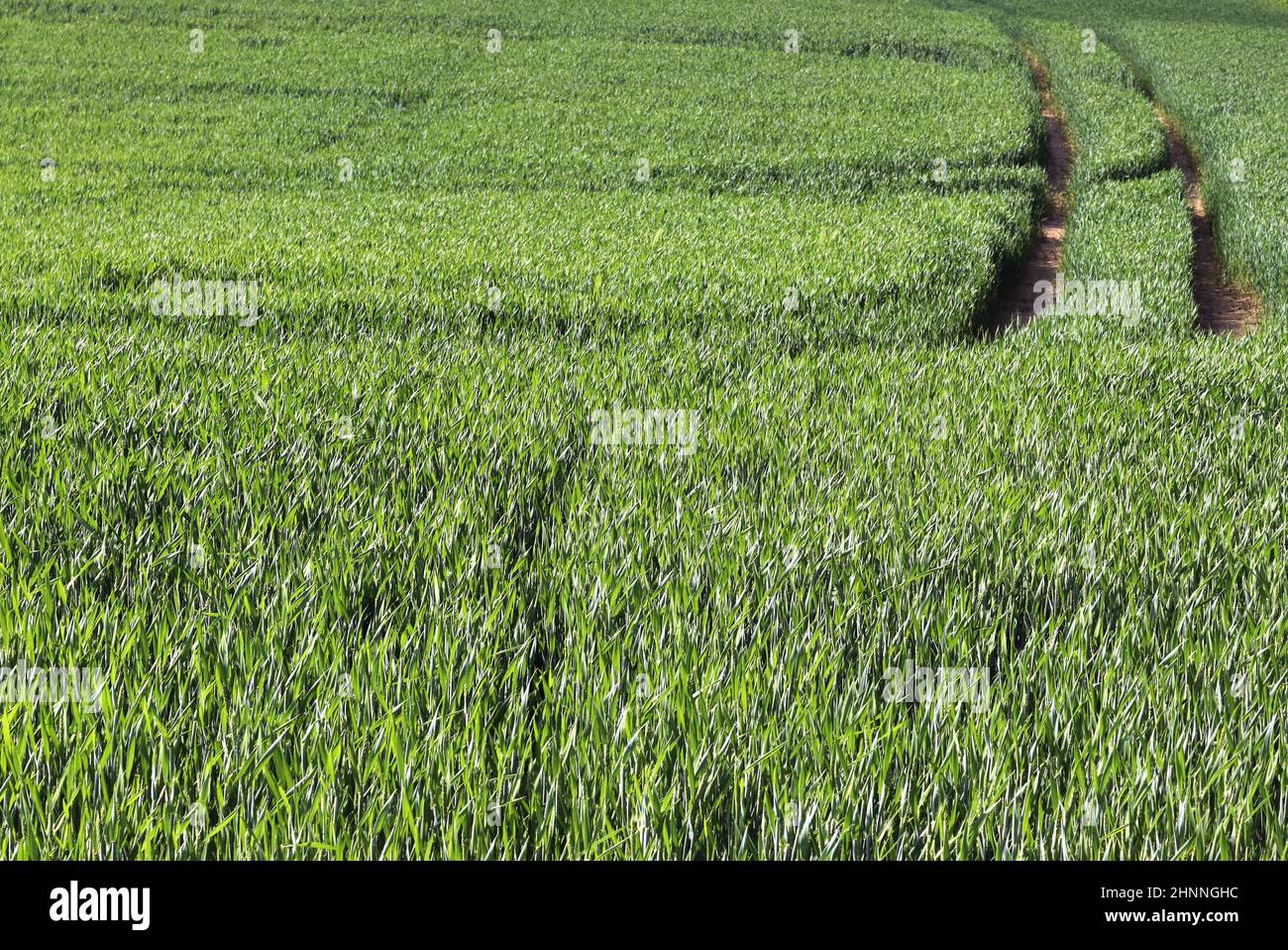 Beautiful and detailed close up view on crop and wheat field textures ...