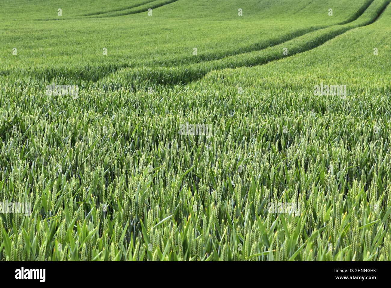 Beautiful and detailed close up view on crop and wheat field textures ...