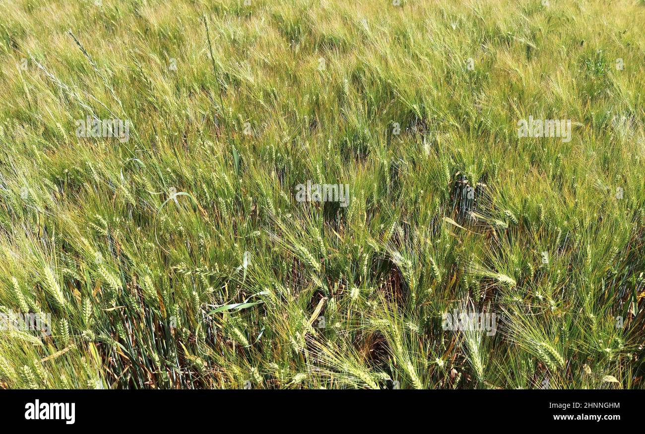 Beautiful and detailed close up view on crop and wheat field textures ...