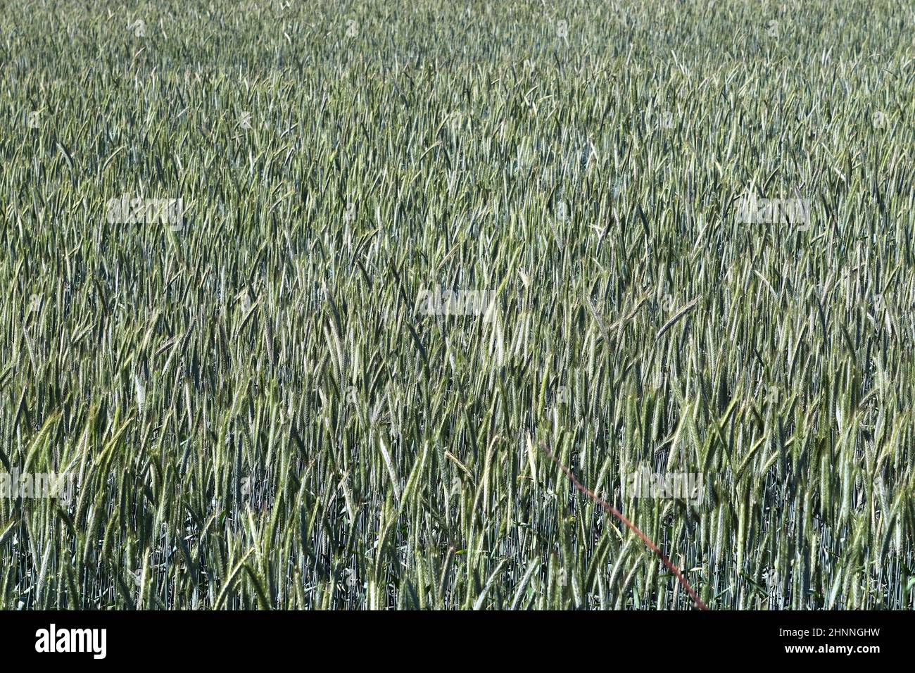 Beautiful and detailed close up view on crop and wheat field textures ...