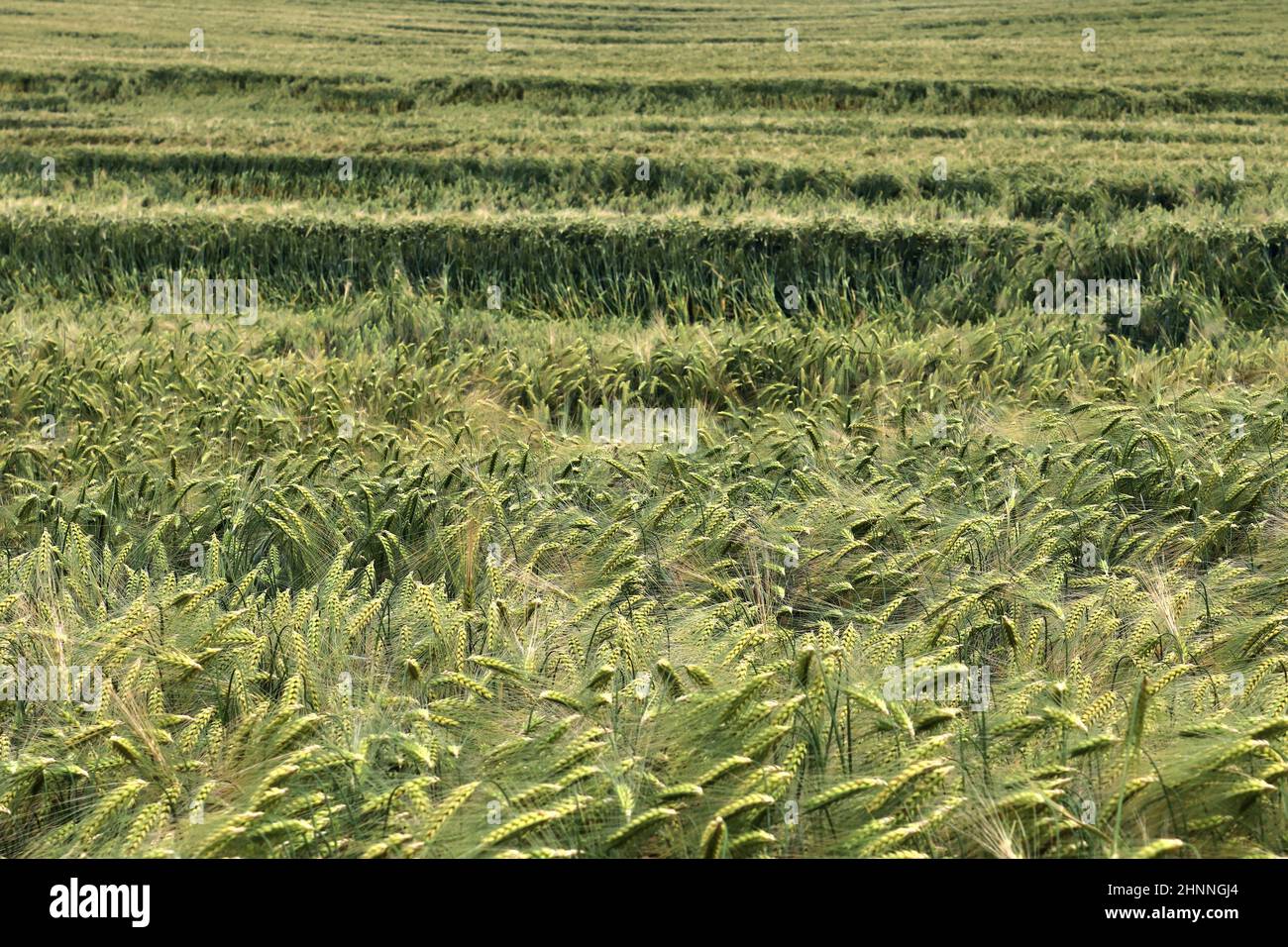 Beautiful and detailed close up view on crop and wheat field textures ...