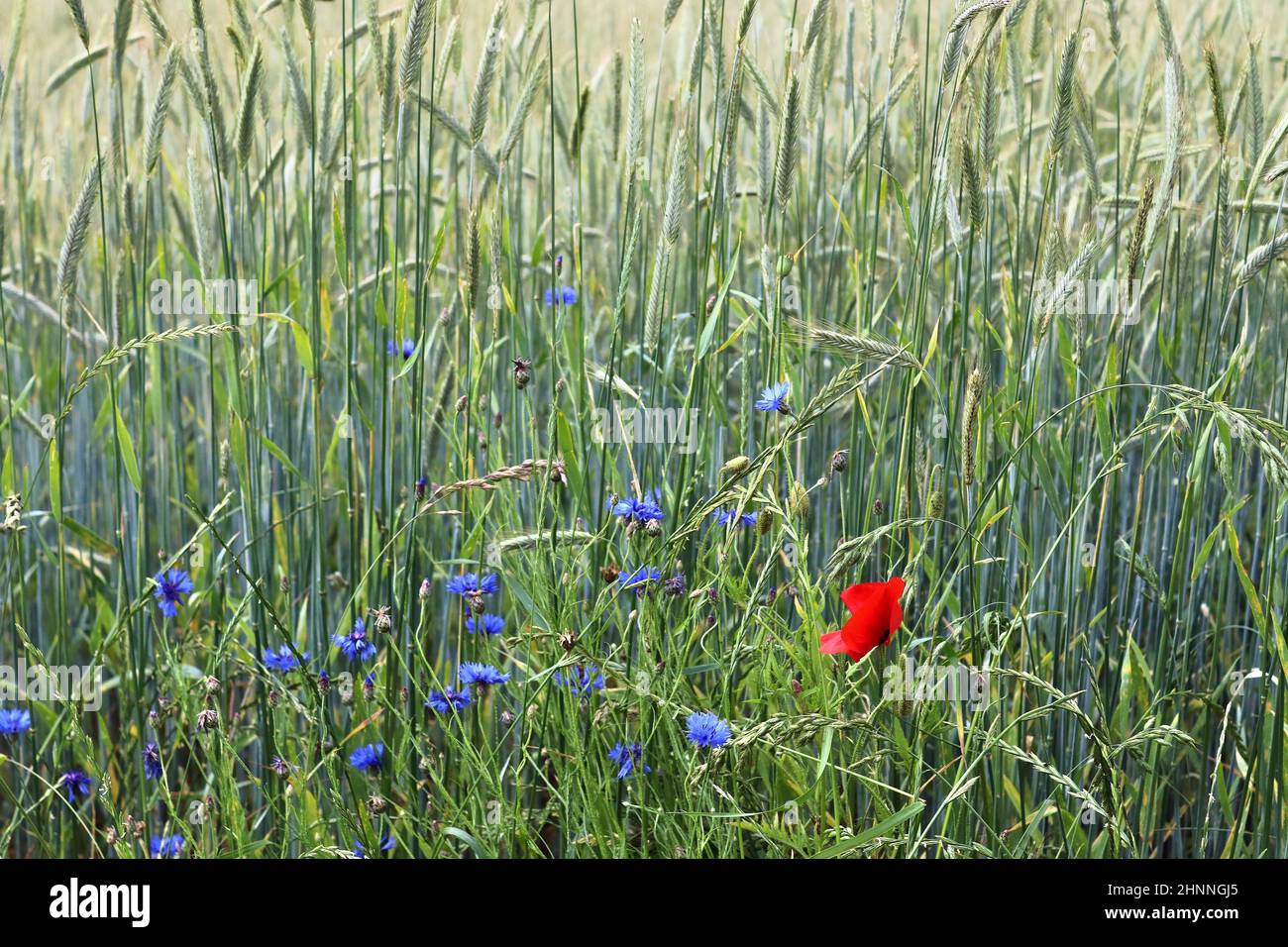 Beautiful and detailed close up view on crop and wheat field textures ...
