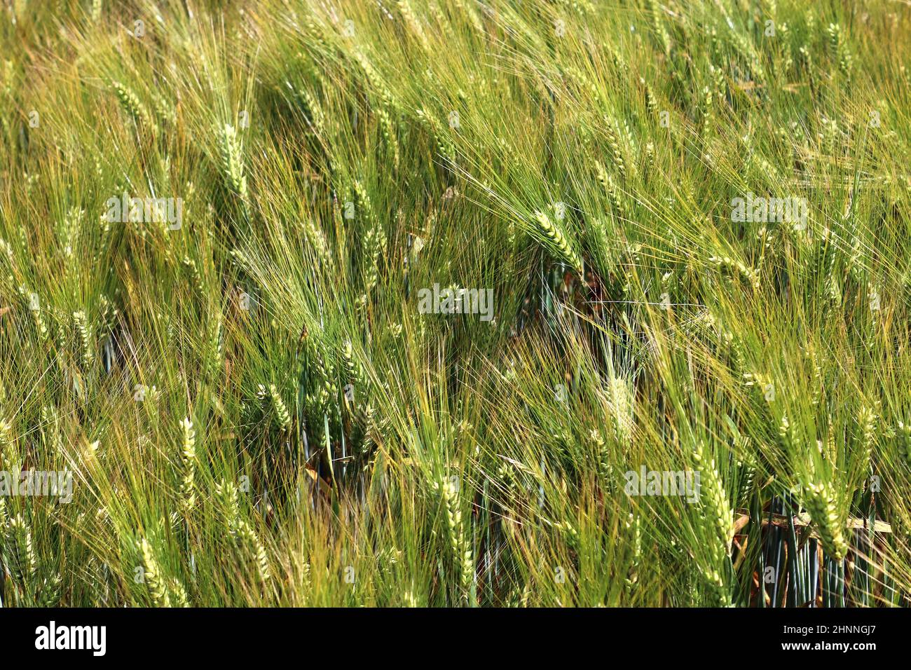 Beautiful and detailed close up view on crop and wheat field textures ... Beautiful and detailed close up view on crop and wheat field textures ...