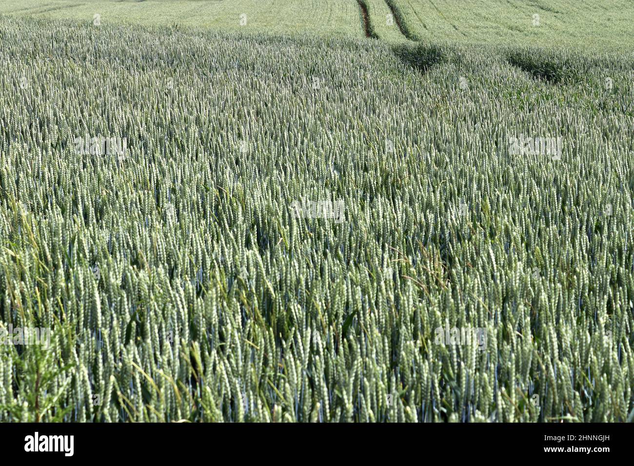 Beautiful and detailed close up view on crop and wheat field textures ...