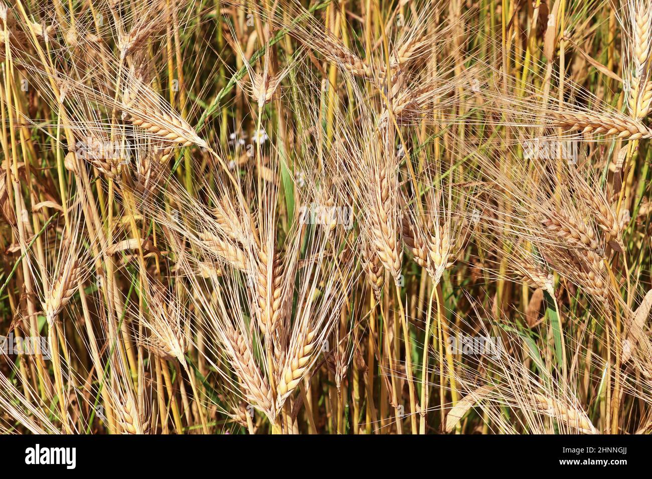 Beautiful and detailed close up view on crop and wheat field textures ...