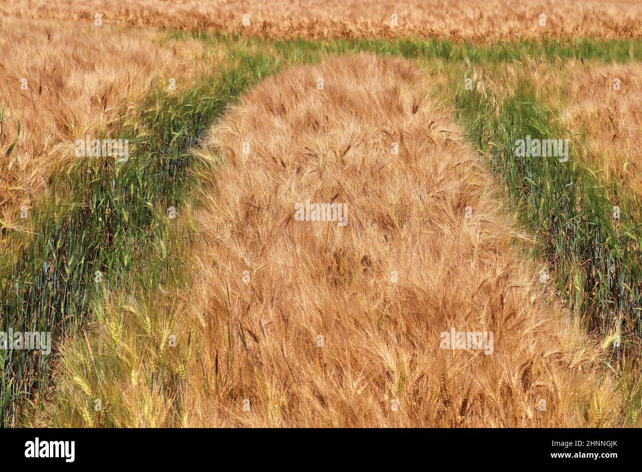 Beautiful and detailed close up view on crop and wheat field textures ...