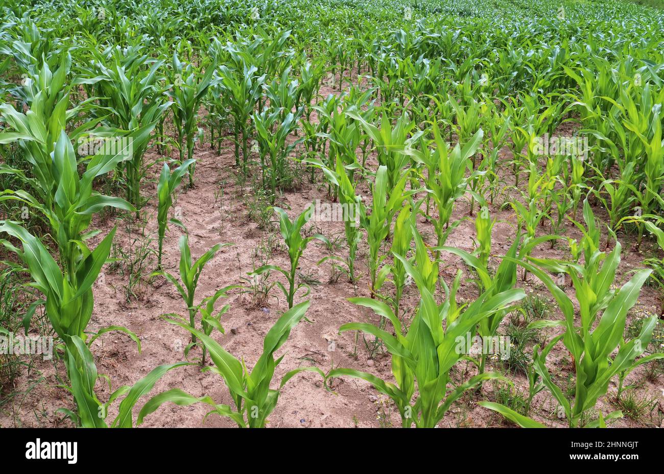Beautiful and detailed close up view on crop and wheat field textures ...