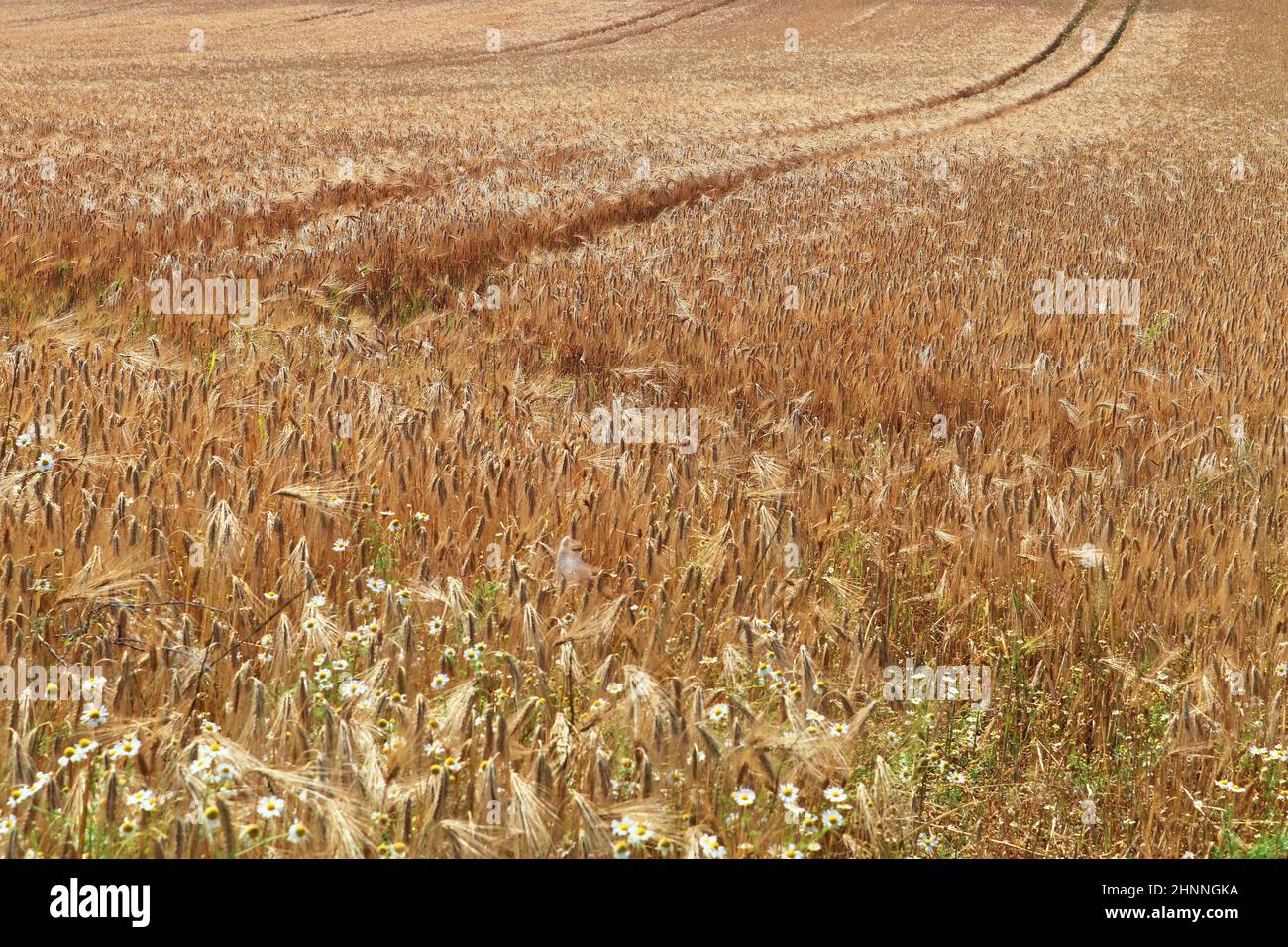 Beautiful and detailed close up view on crop and wheat field textures ...