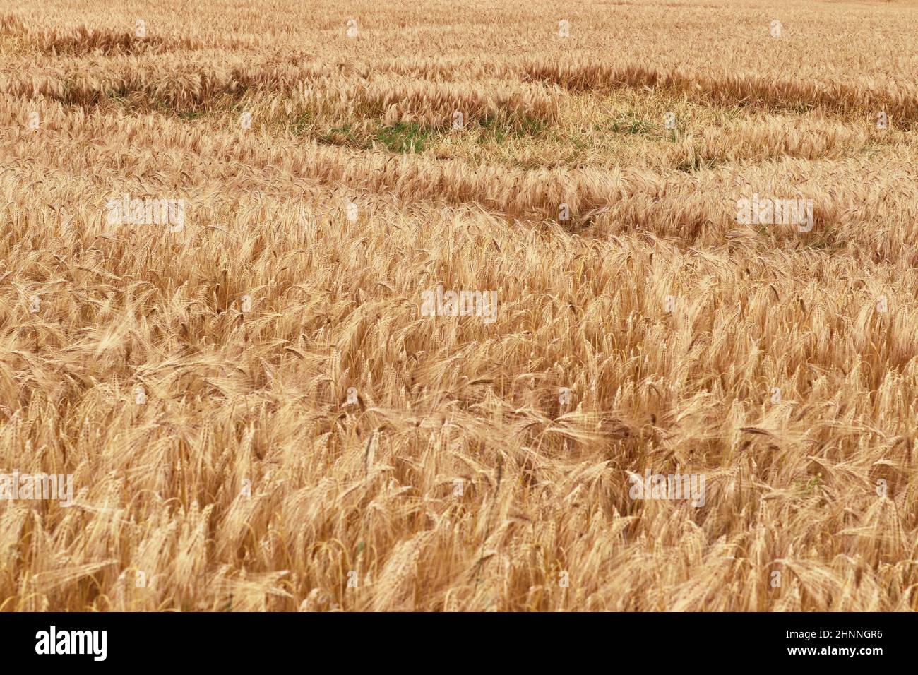 Beautiful and detailed close up view on crop and wheat field textures ...
