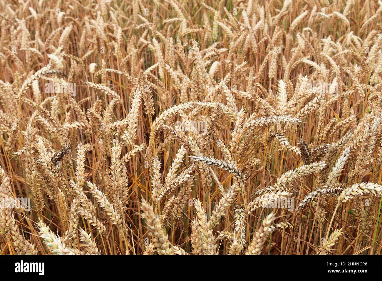 Beautiful and detailed close up view on crop and wheat field textures ...