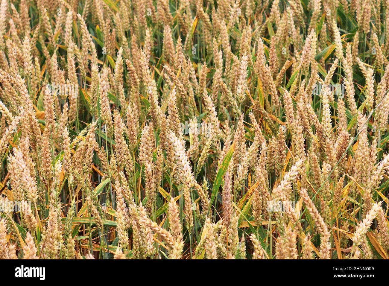 Beautiful and detailed close up view on crop and wheat field textures ...