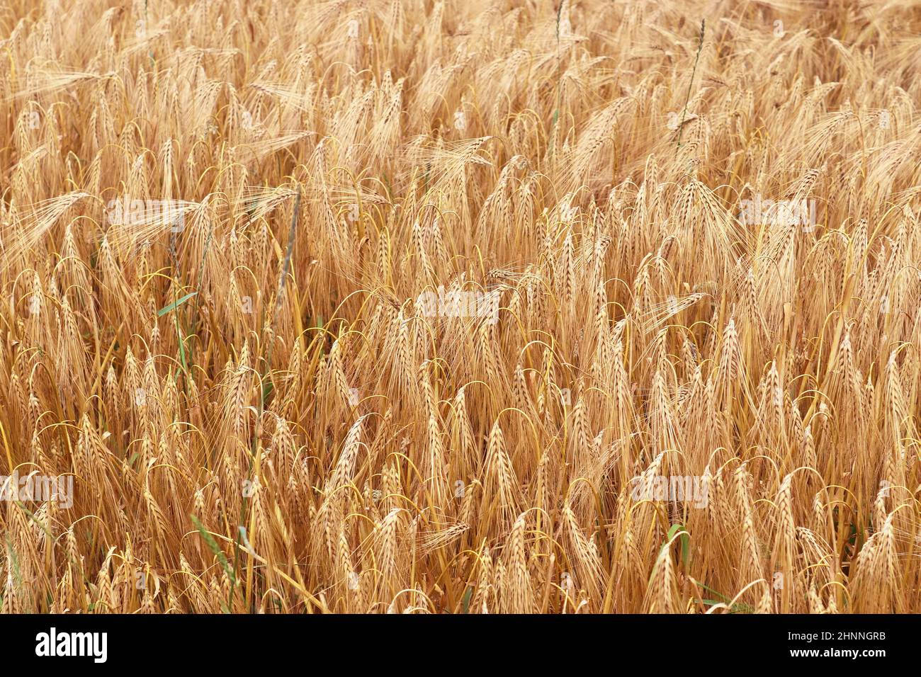 Beautiful and detailed close up view on crop and wheat field textures ...
