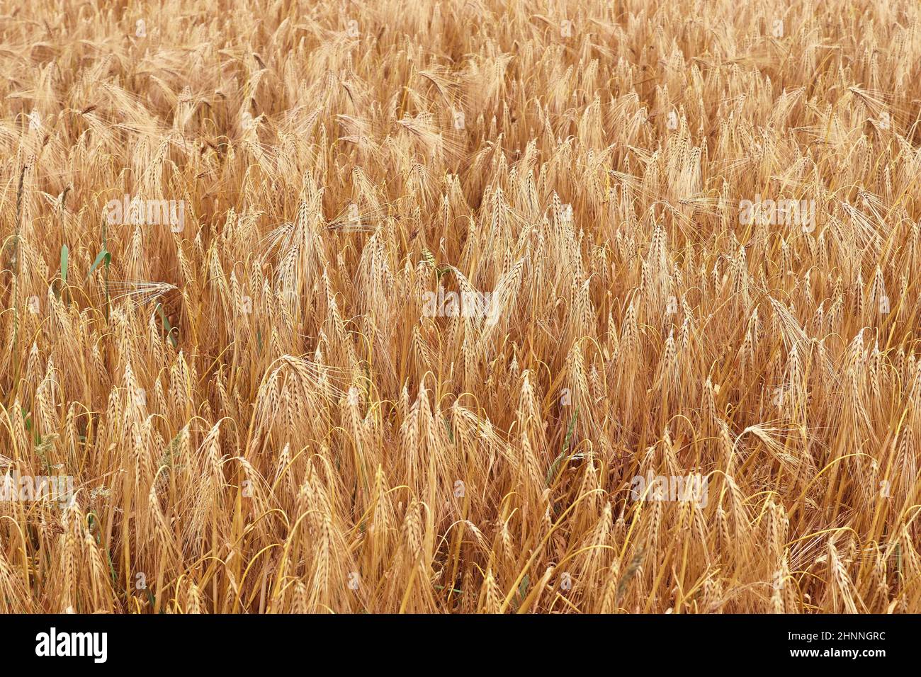 Beautiful and detailed close up view on crop and wheat field textures ...