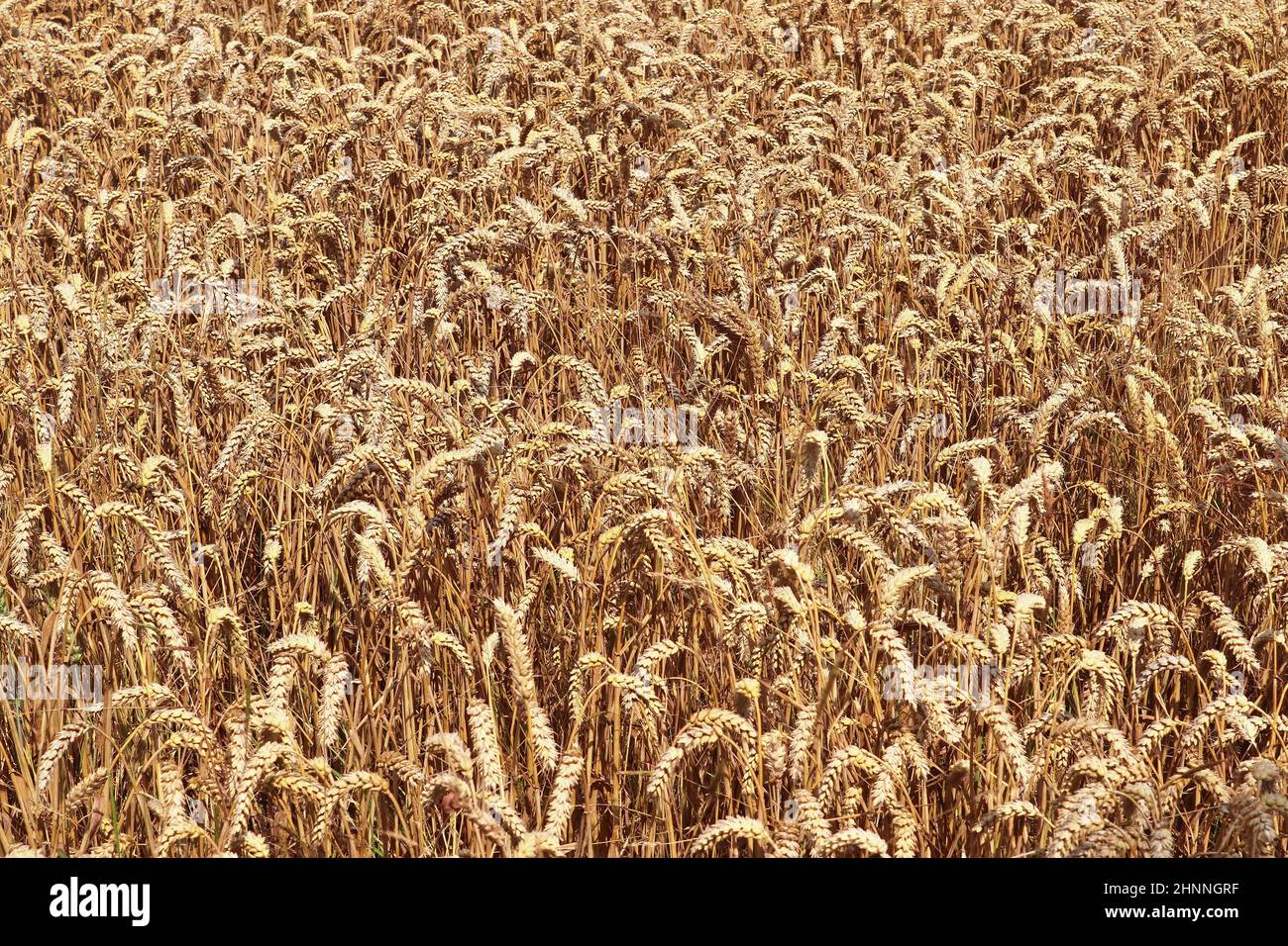 Beautiful and detailed close up view on crop and wheat field textures ...