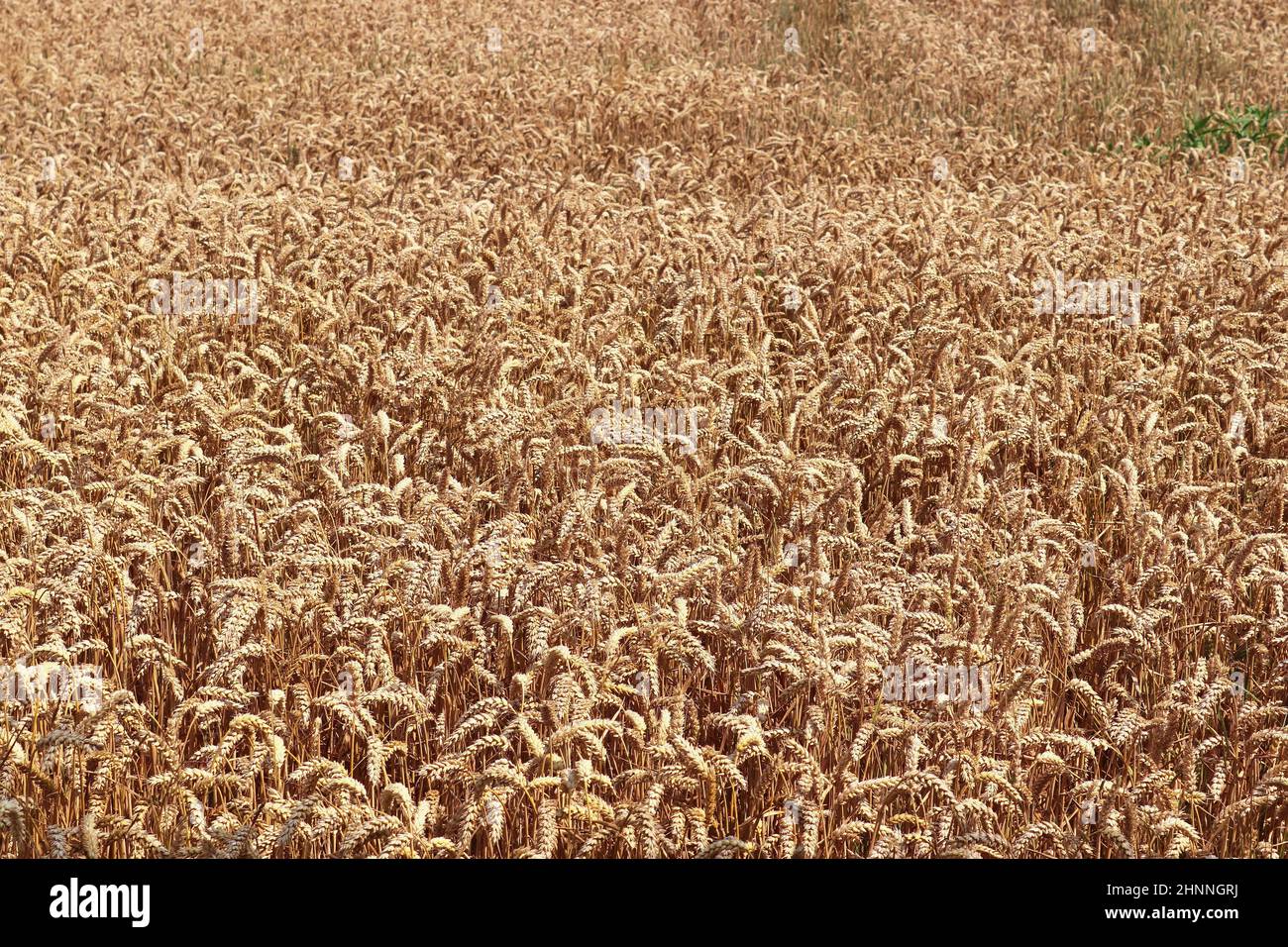 Beautiful and detailed close up view on crop and wheat field textures ...