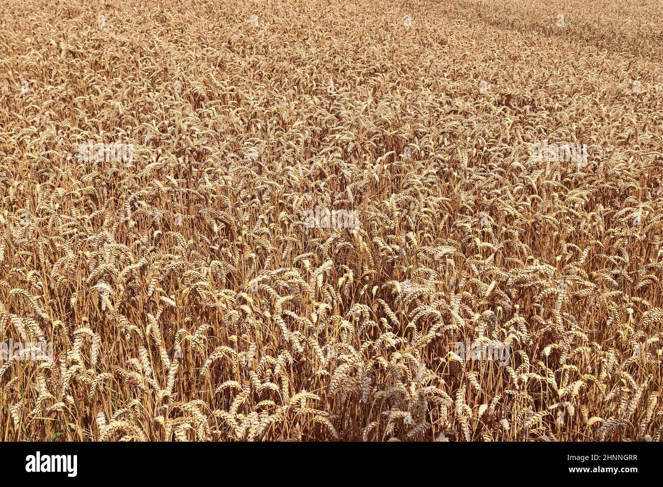 Beautiful and detailed close up view on crop and wheat field textures ...