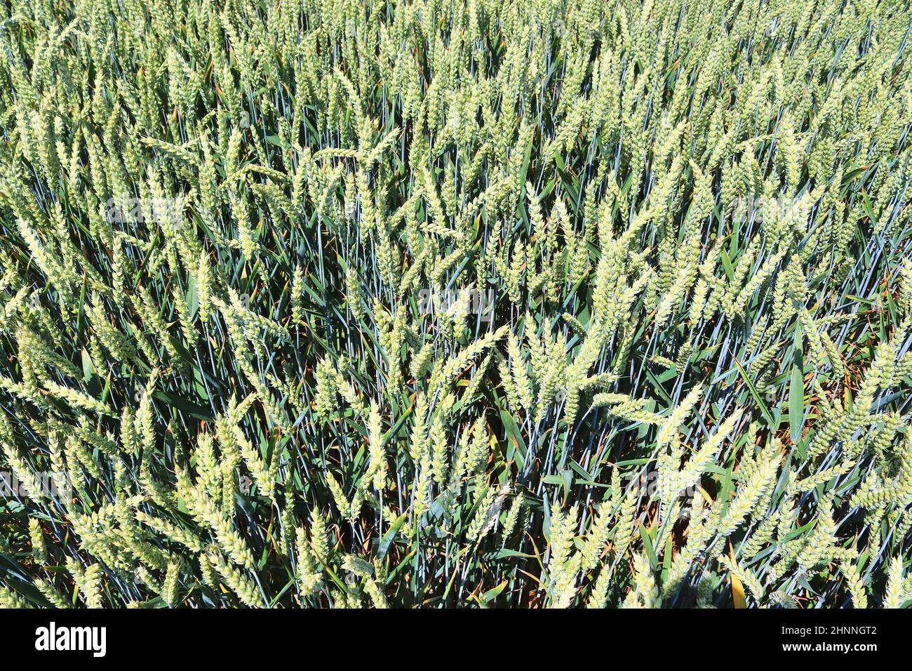Beautiful and detailed close up view on crop and wheat field textures ...