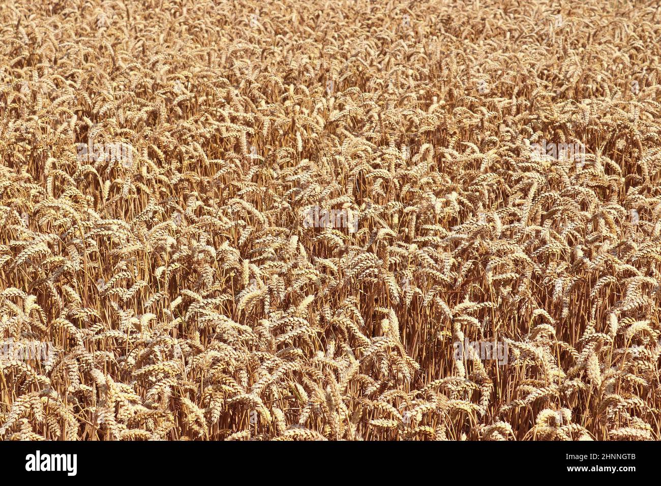 Beautiful and detailed close up view on crop and wheat field textures ...