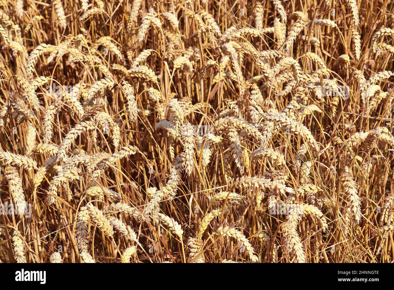 Beautiful and detailed close up view on crop and wheat field textures ...