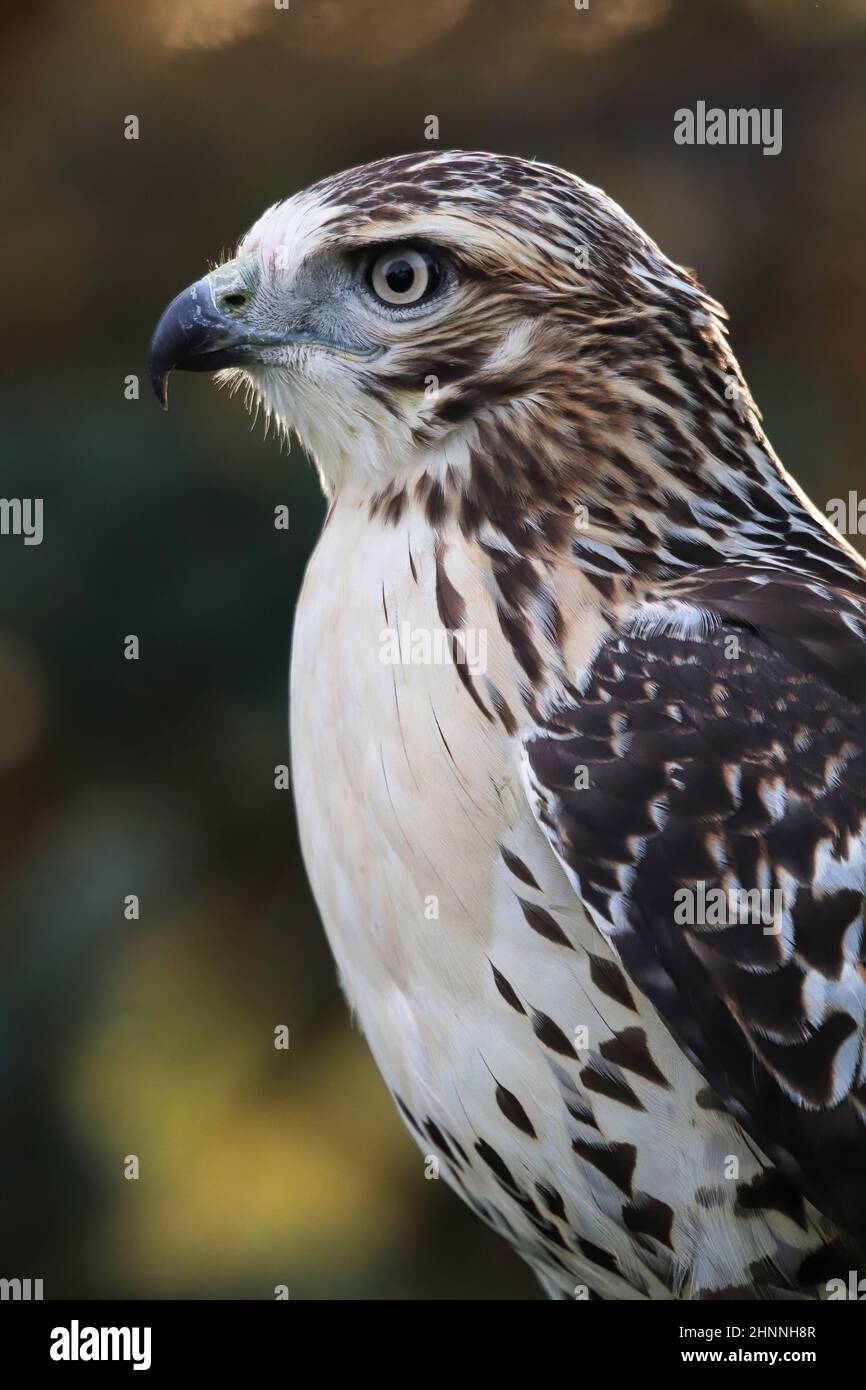 Vertical side head portrait of a Red Tail Hawk Stock Photo - Alamy