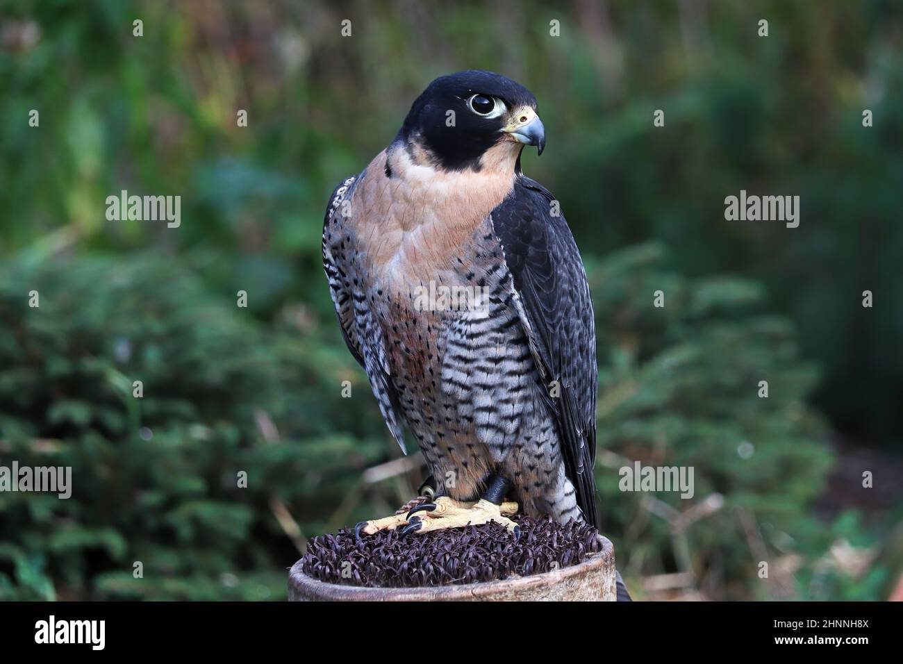 Closeup view of a Peregrine Falcon on a perch Stock Photo - Alamy
